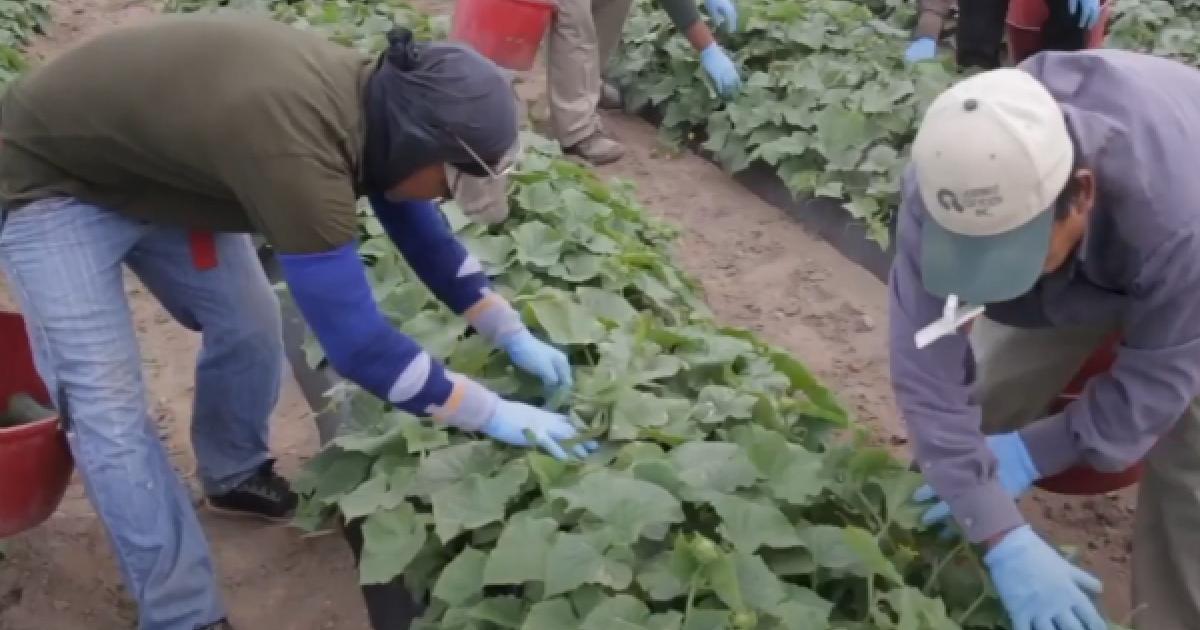 Received an ag labor survey? Here’s why you need to fill it out ...