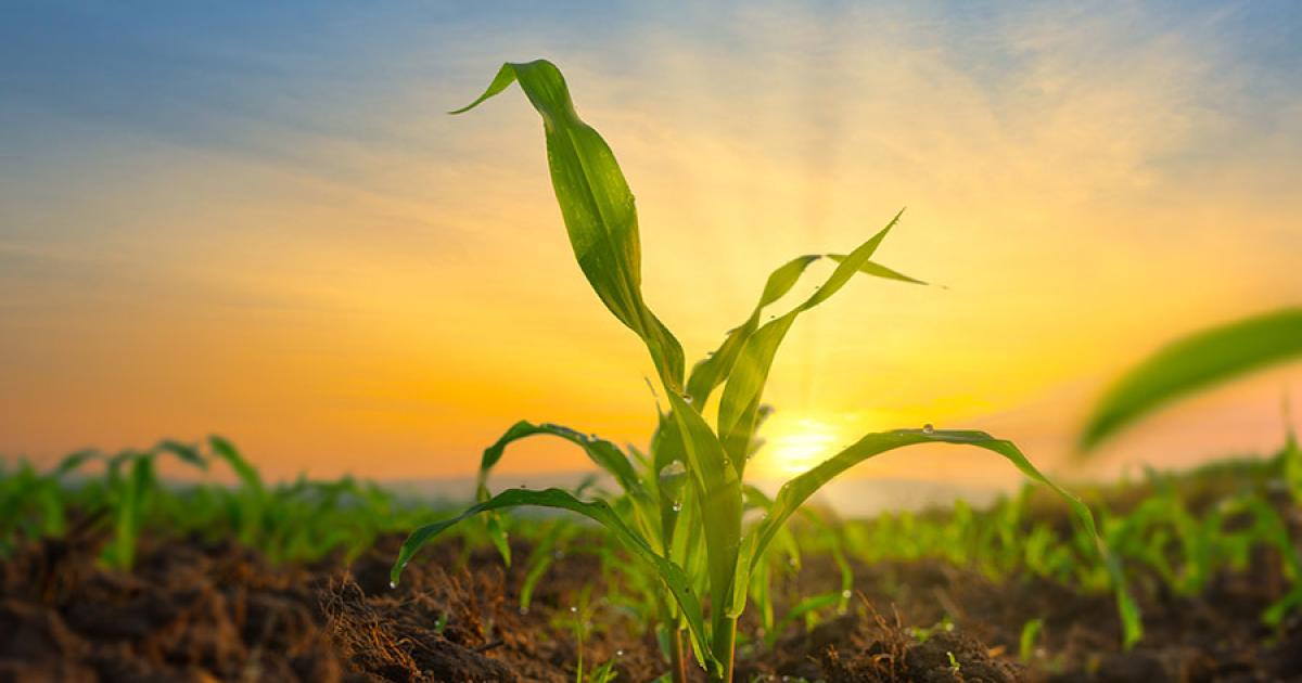 Ag preservation fund board, corn committee selections made | Michigan ...